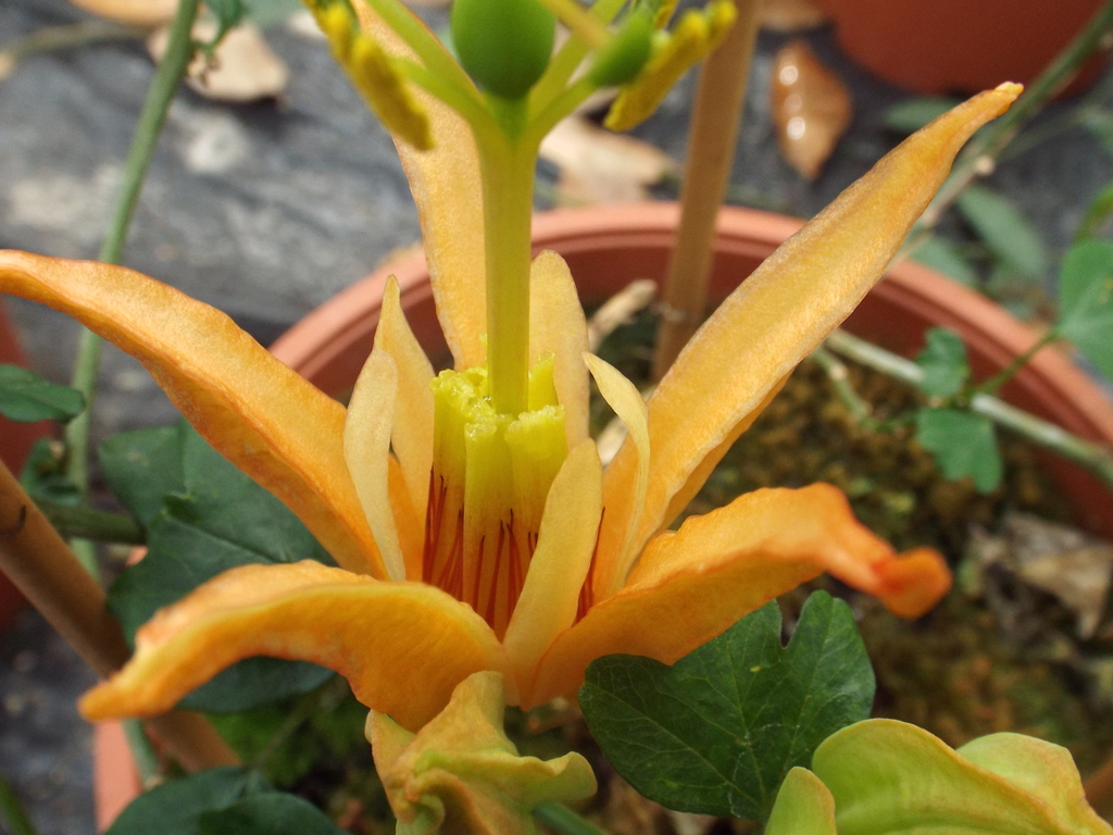 Passiflora A - D: Aurantia