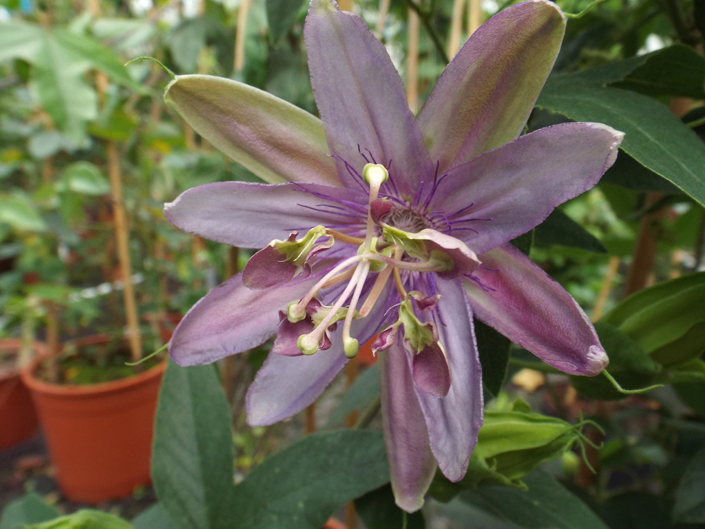 Frost resistant passiflora: Anna Flora