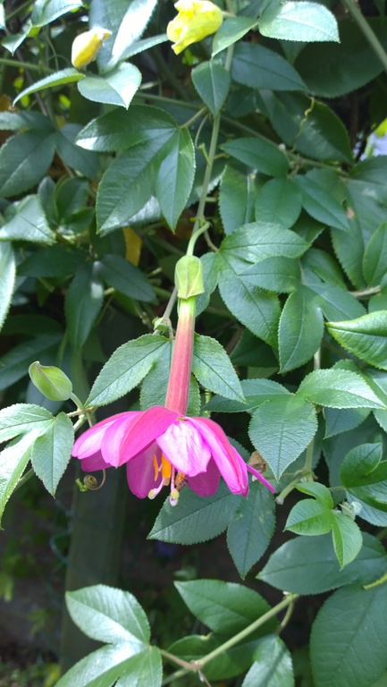 Passiflora Tacsonia: Colorrissima