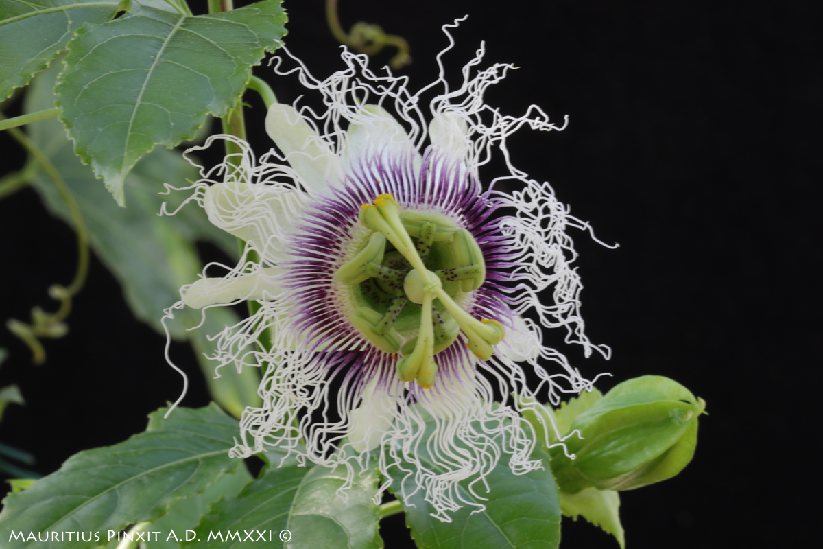 Passiflora M - Z: edulis Flavicarpa