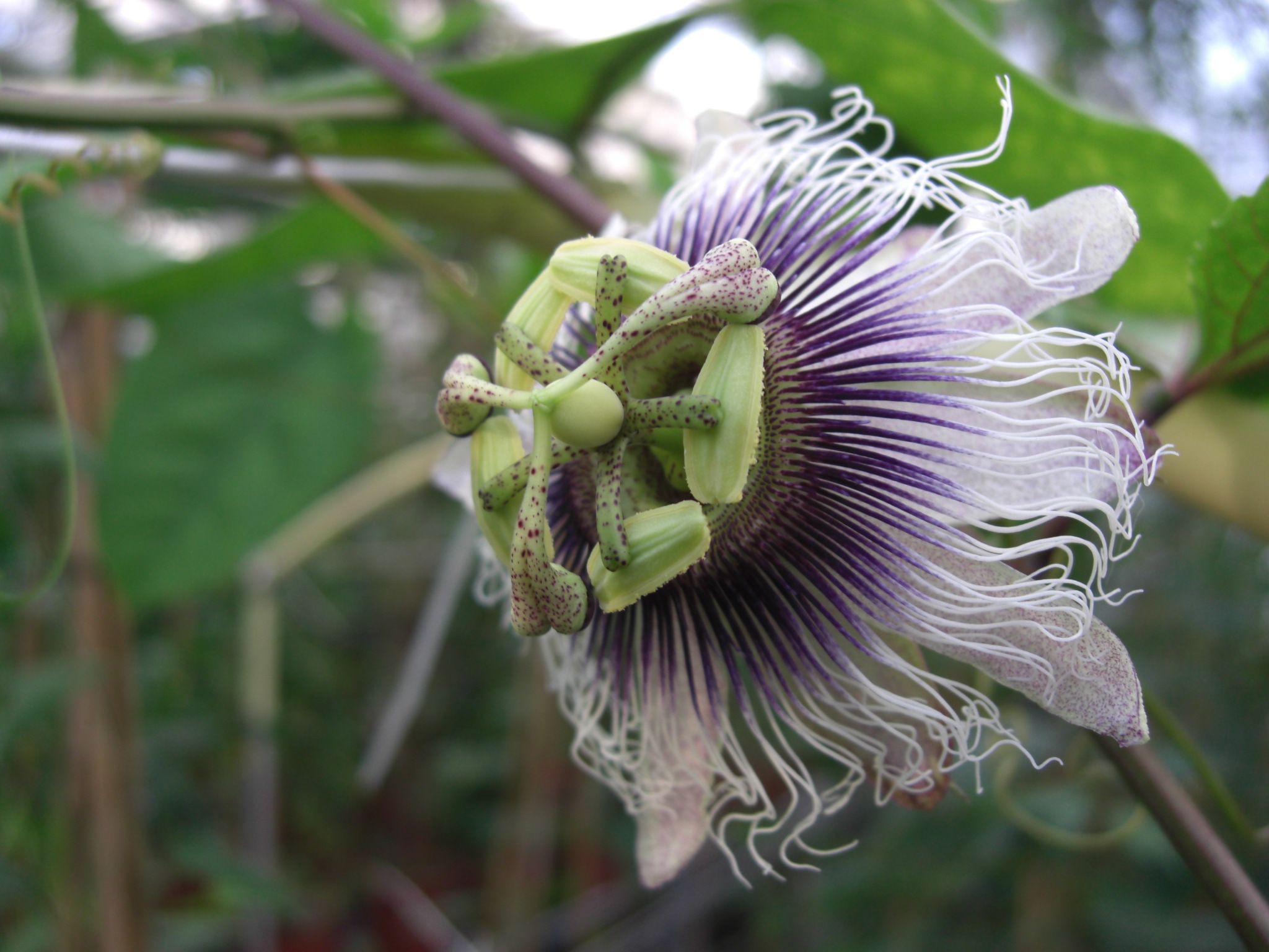 Passiflora E - L: Edulis