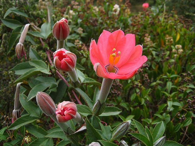Passiflora Tacsonia: mixta