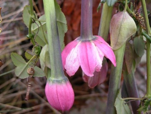 Passiflora Tacsonia: Cumbalensis var Goudotiana