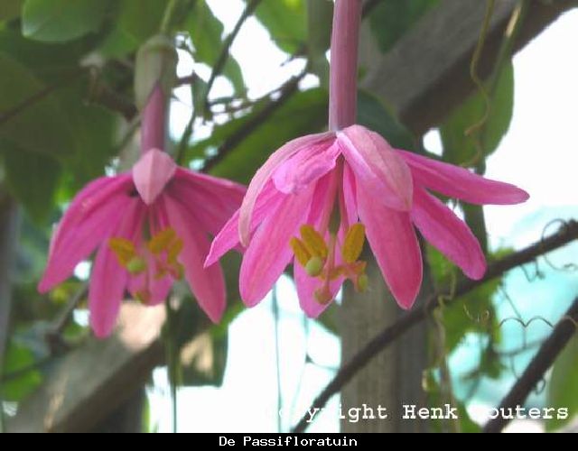 Passiflora Tacsonia: Luzemarina