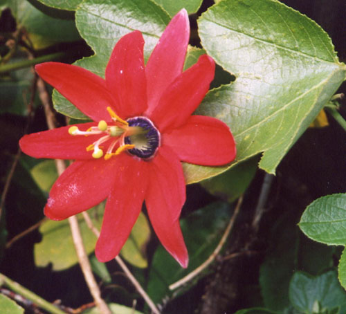 Passiflora Tacsonia: Manicata
