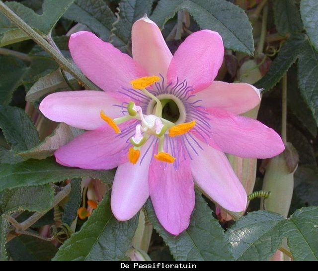 Passiflora Tacsonia: Pinnastipula