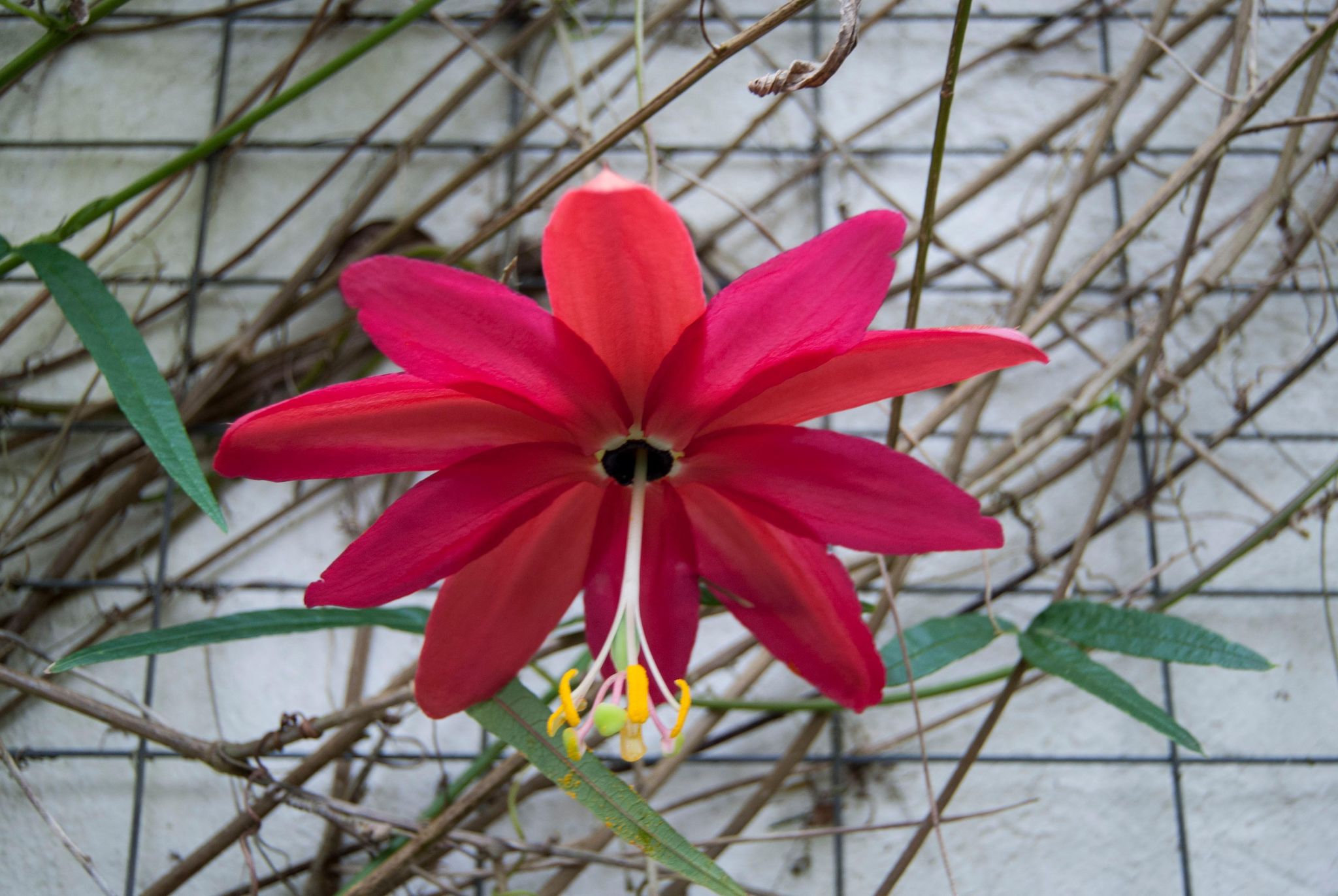 Passiflora Tacsonia: Karen