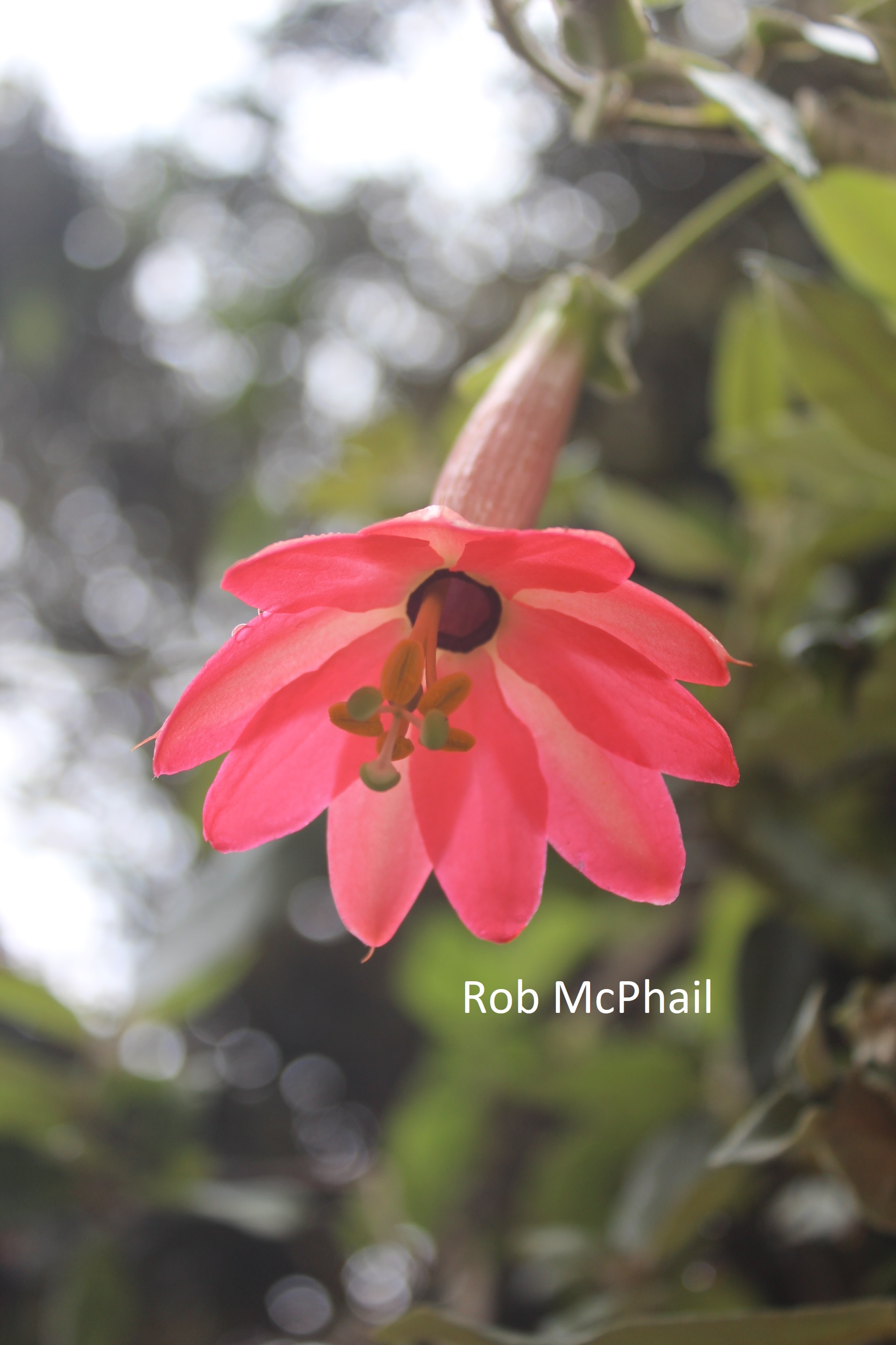 Passiflora Tacsonia: adulterina