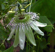 De passifloratuin – De Passifloratuin