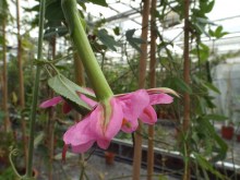 Passiflora Tacsonia: tacsonia Colombia