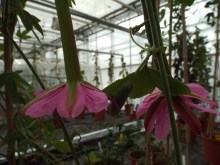 Passiflora Tacsonia: tacsonia Colombia